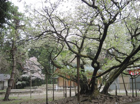 会津桜旅ー2伊佐須美神社あやめ苑
