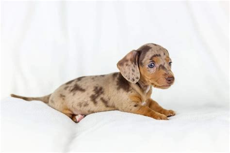 Jazzy Keep Sake Miniature Dachshunds