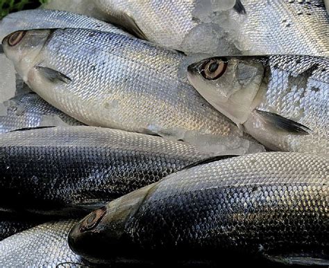 गोड्या पाण्यातील मत्स्यशेती करताय तर कोणत्या जातीचे मासे आणाल If