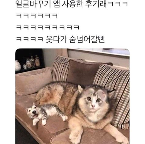 웃긴에 있는 핀