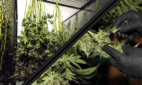 Cannabis Drying And Curing Techniques For Beginners Crop King Seeds