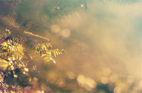 구과 식물 침엽수 나무 Pixabay의 무료 사진 Pixabay