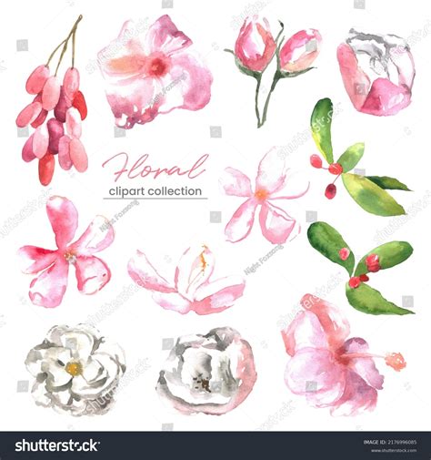 파스텔톤의 분홍색 꽃들의 수채화는 하얀 배경에 스톡 일러스트 2176996085 Shutterstock