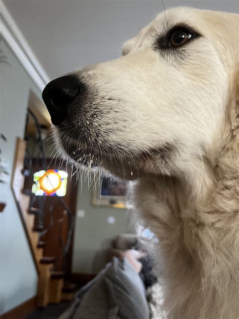 Loki Gets Goat Milk Powder Sprinkled On His Kibble R Greatpyrenees