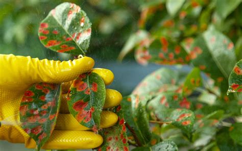 Identificar Plagas Y Enfermedades Más Comunes De Las Plantas De Jardín