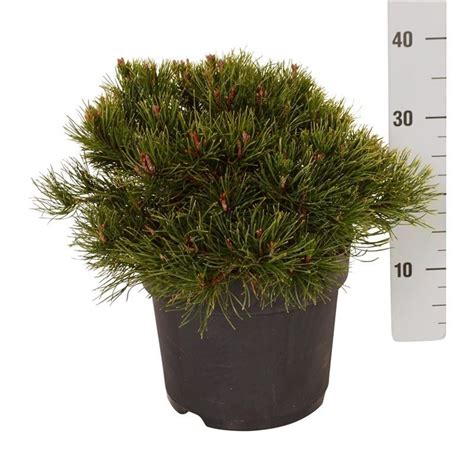 Pinus Mugo Mughus — Рослини оптом Floraccess