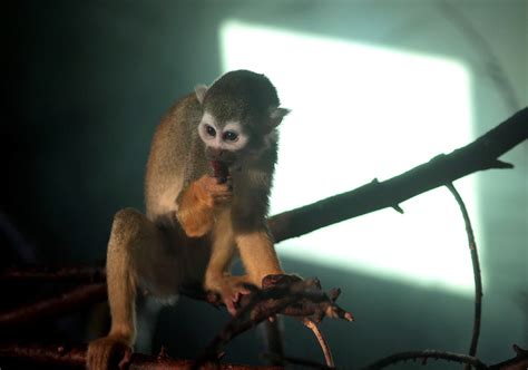 Major Project Object Detection Dataset By New