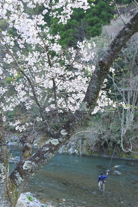 渓流釣り 椎葉村観光協会