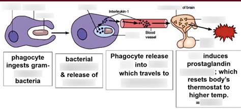 5 Fever The Pyrogenic Response Diagram Quizlet