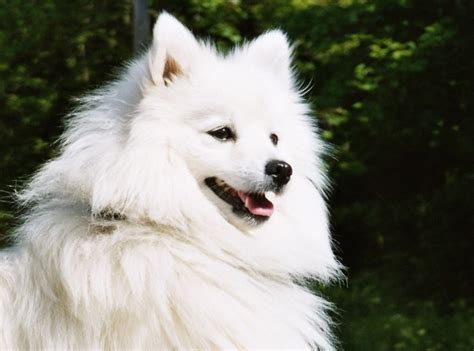 작은개 종류 재패니즈 스피츠 Japanese Spitz 일본 네이버 블로그
