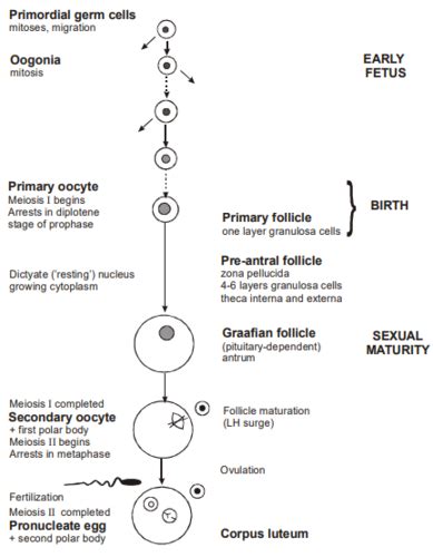 Oogenesis Flowchart