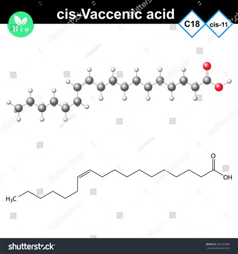Cis Vaccenic Unsaturated Fatty Acid Molecule Stock Illustration