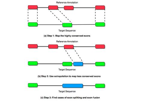 Computational Analyses Of Eukaryotic Gene Evolution Ppt Download