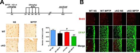 Late Assessment Of Neurogenesis A Immunohistochemical Staining Of Download Scientific