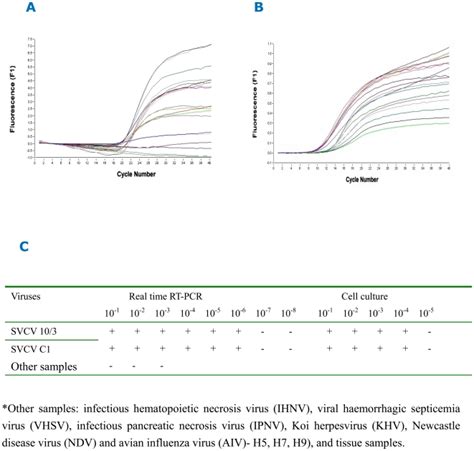 A Optimization Of Primer And Probe Concentration B Optimization Of Download Scientific