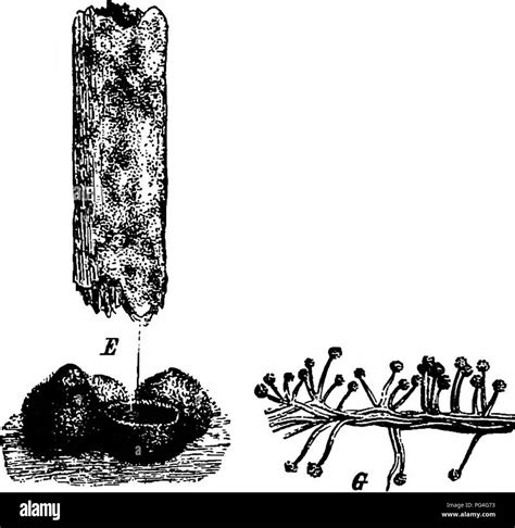 Ostiole Cut Out Stock Images And Pictures Alamy