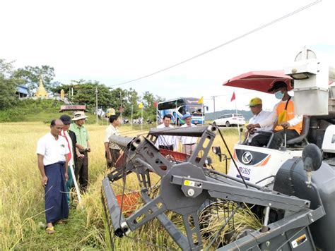 ရမ်းဗြဲမြို့၌ မိုးစပါးစံကွက် ရိတ်သိမ်းပွဲပြုလုပ် Information And