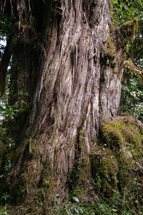 Juniperus Procera Trees And Shrubs Online