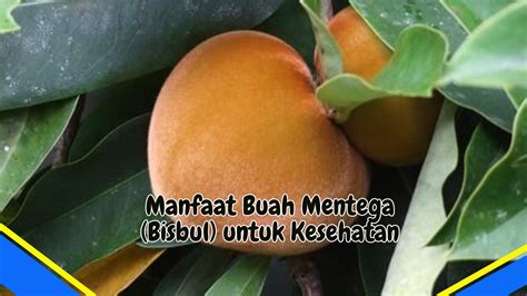 Manfaat Buah Mentega Bisbul Untuk Kesehatan Lebih Dari Sekadar Buah