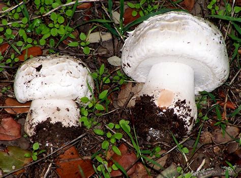 Setas Extremadura Agaricus Macrosporus