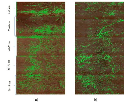 Root Imaging System And Analysis Program Download Scientific Diagram