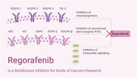 Regorafenib Is An Orally Active Multikinase Inhibitor For Kinds Of Cancers Research Network Of