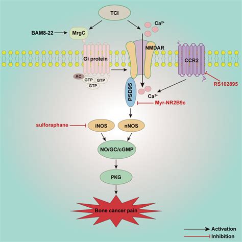 Schematic Overview Of The Nocgmp Signaling Pathway L Arginine Is
