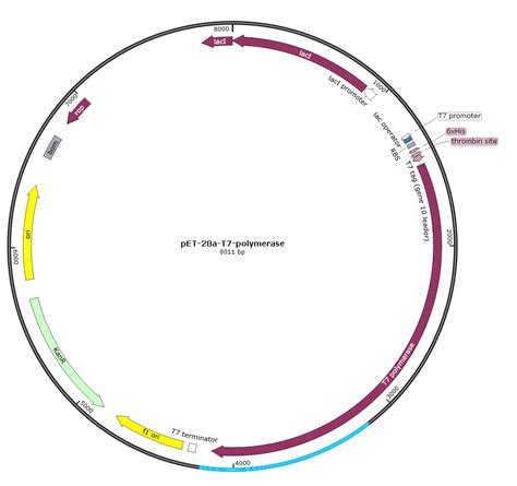 Pet A T Polymerase Rna Pet