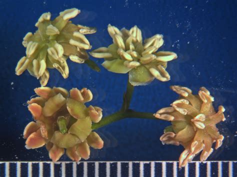 Amborella Trichopoda Amborellaceae