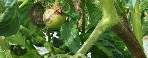 Common Tomato Pests Diseases And Physiological Disorders An Overview