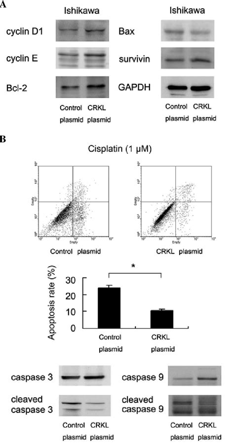 Crkl Inhibits Apoptosis Of Ishikawa Cells A Crkl Transfection