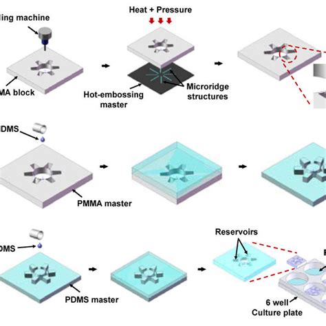 A 3d Illustration Of The Multi Compartment Neuron Glia Co Culture Download Scientific Diagram