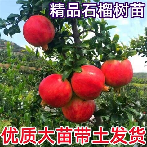 甜石榴树图片图片大山谷图库