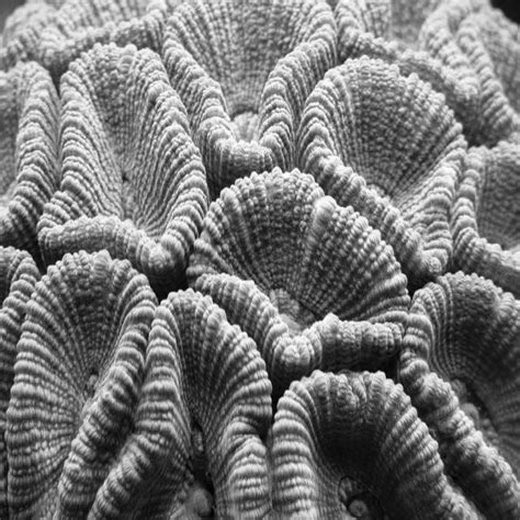 Coral Detection Object Detection Dataset V Am By