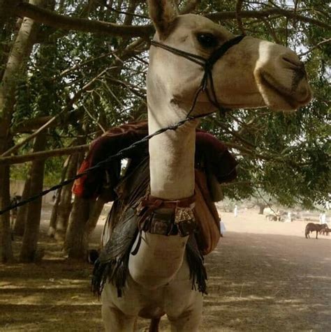 طبيبة بيطريه أون لاينvet On Line Kassala