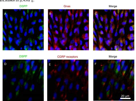 Figure from Gαs Coupled CGRP Receptor Signaling Axis from the Trigeminal Ganglion Neuron to