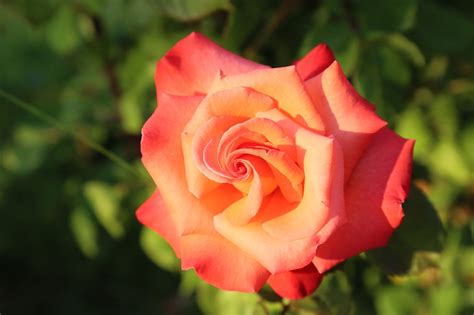 Rose Spring Nature Free Photo On Pixabay Pixabay