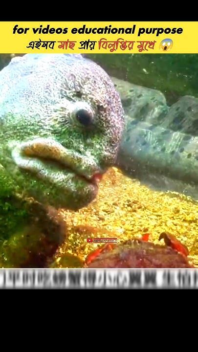 এইসব মাছ প্রায় বিলুপ্তির মুখে 😱 Shorts Fish Facts Trending Youtube