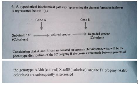 SOLVED A Hypothetical Biochemical Pathway Representing The Pigment
