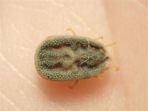 Carios BugGuide Net