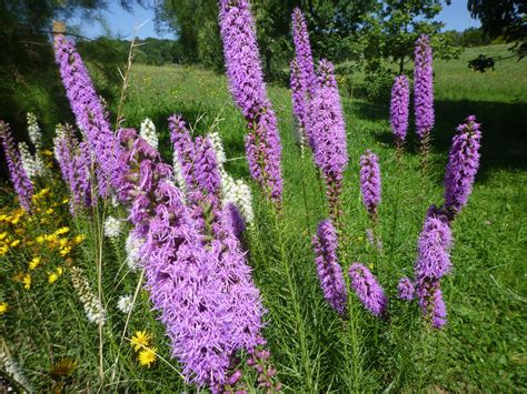 Free Images Nature Meadow Flower Purple Herb Botany Close