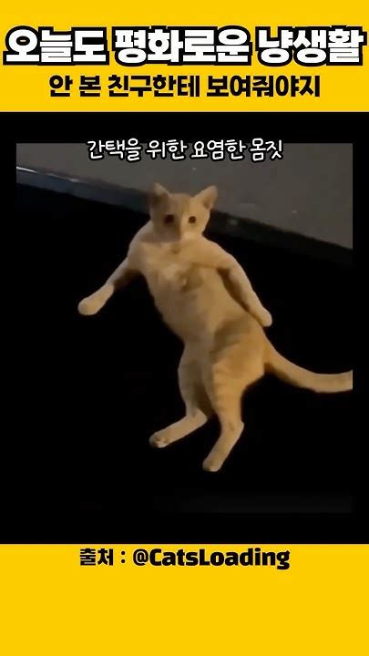 오늘도 이상한 고양이 Youtube