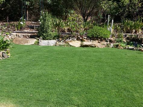 Benefits Of Couch Grass For Premium Lawns Golr