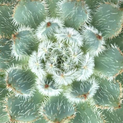 Echeveria