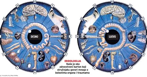 Iris Diagnosis Chart Maikong Iridology Cameras And Iriscope Leading