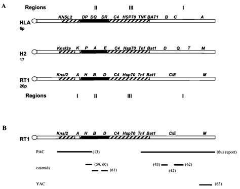 Scheme Of The Mhc Structure In Human Mouse And Rat A The Class I