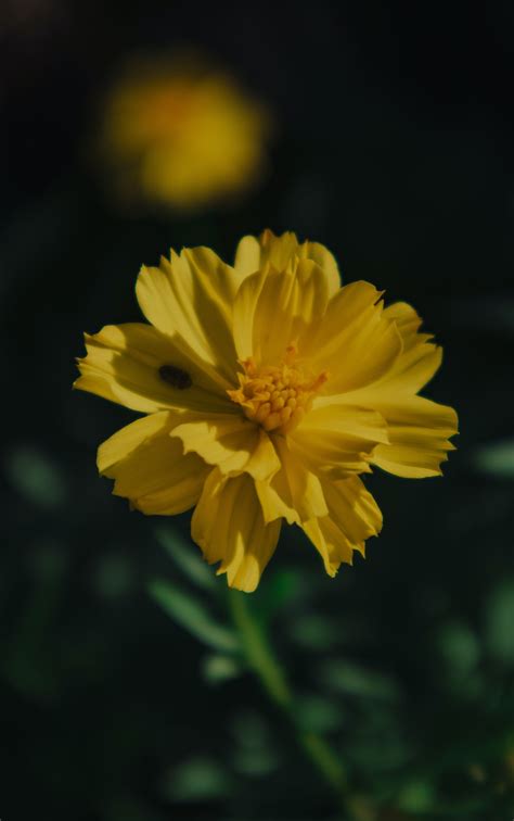 Foto Una Flor Amarilla Con Hojas Verdes En El Fondo Imagen Marrón