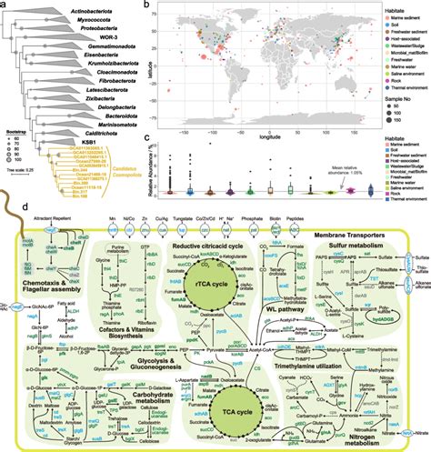 Microbiome 深圳大学高等研究院李猛团队利用二代三代宏基因组测序技术解析红树林微生物代谢潜力 Csdn博客