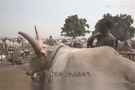 人们为了喝牛奶，用嘴巴给牛屁股 吹气”，稍不注意被喷一脸的粪便！
