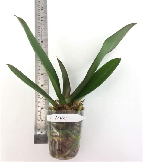 Buy Phalaenopsis Fangmei Dream Wedding Orchids Online